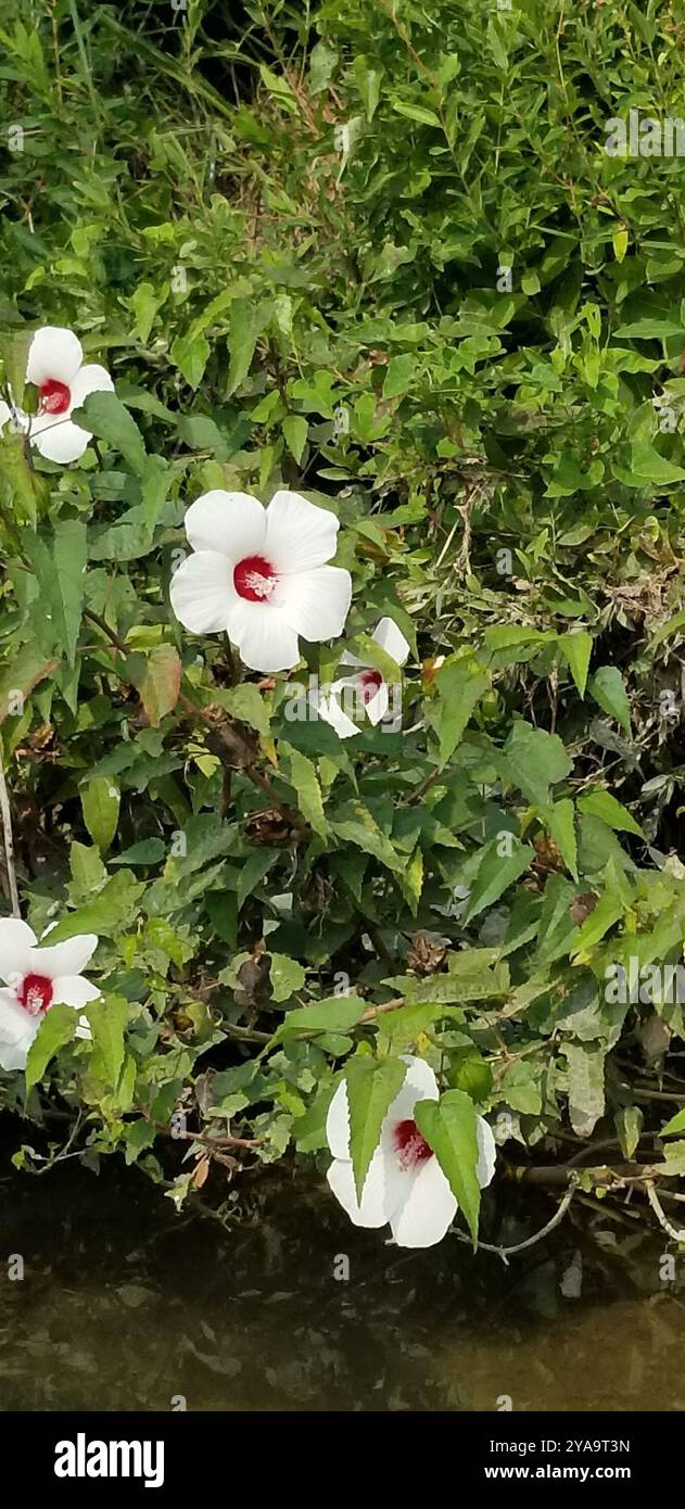 Halberd-leaf Rosemallow (Hibiscus laevis) Plantae Stock Photo - Alamy