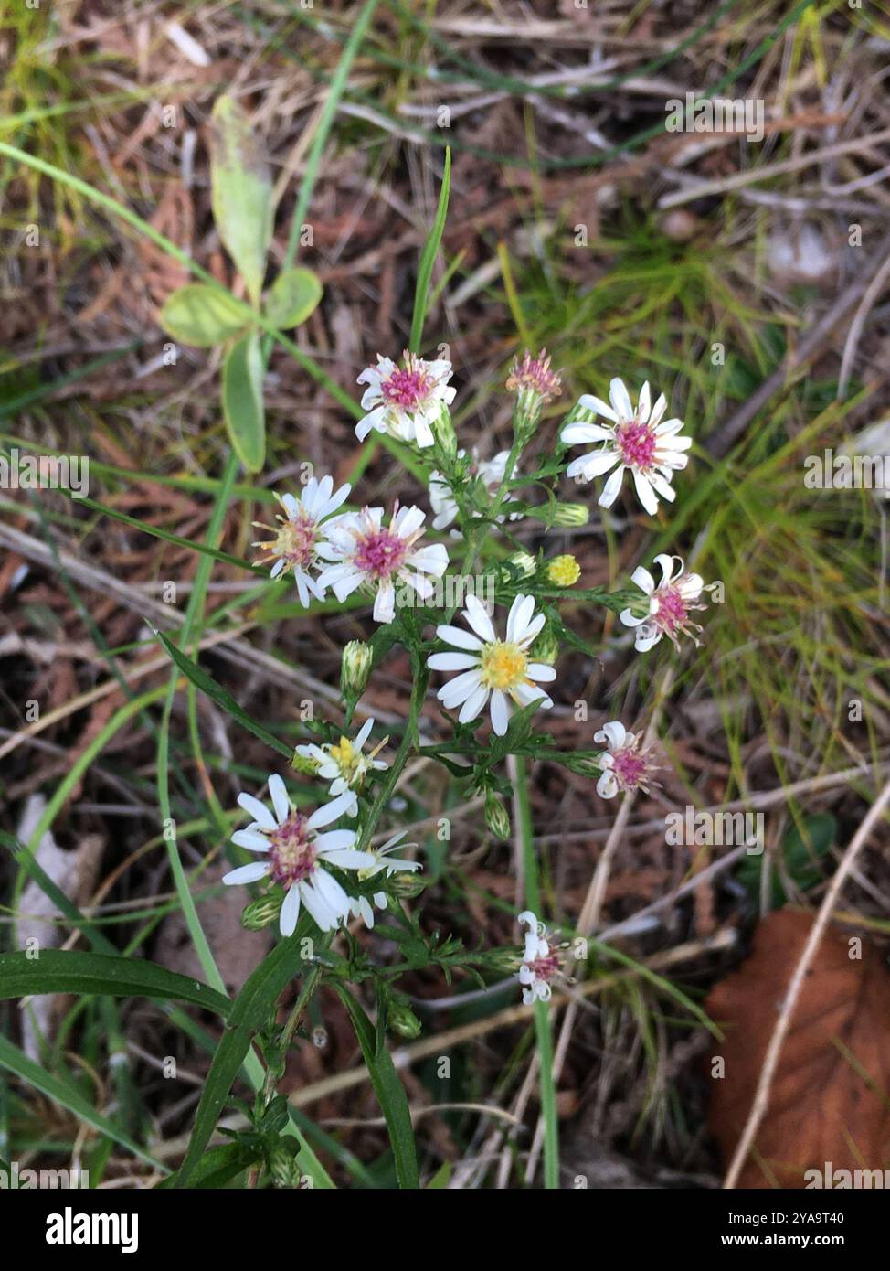 calico aster (Symphyotrichum lateriflorum) Plantae Stock Photo - Alamy