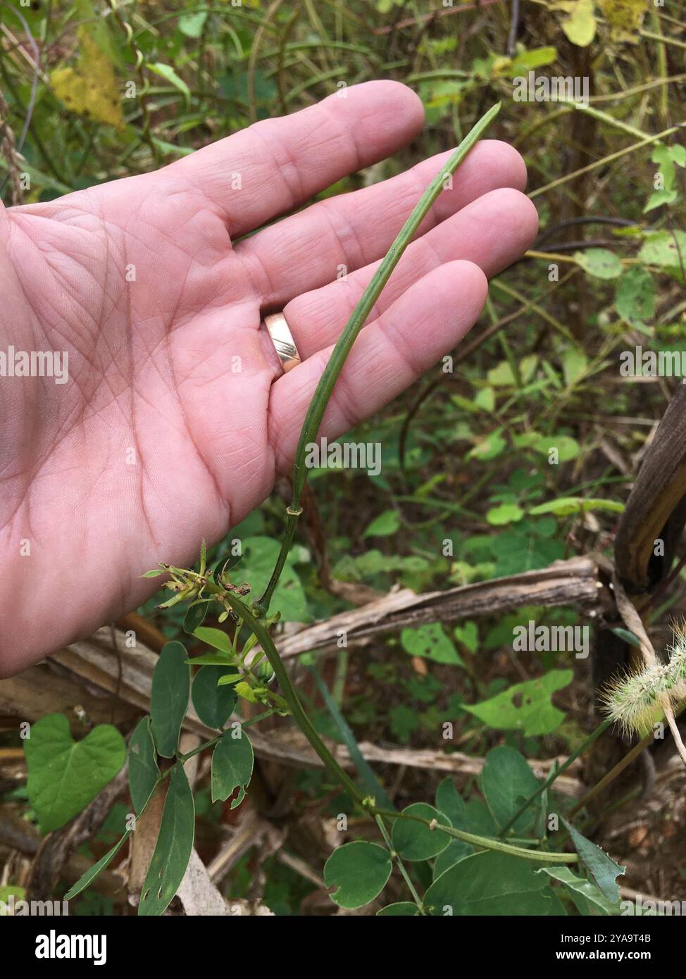 American Sicklepod (Senna obtusifolia) Plantae Stock Photo - Alamy