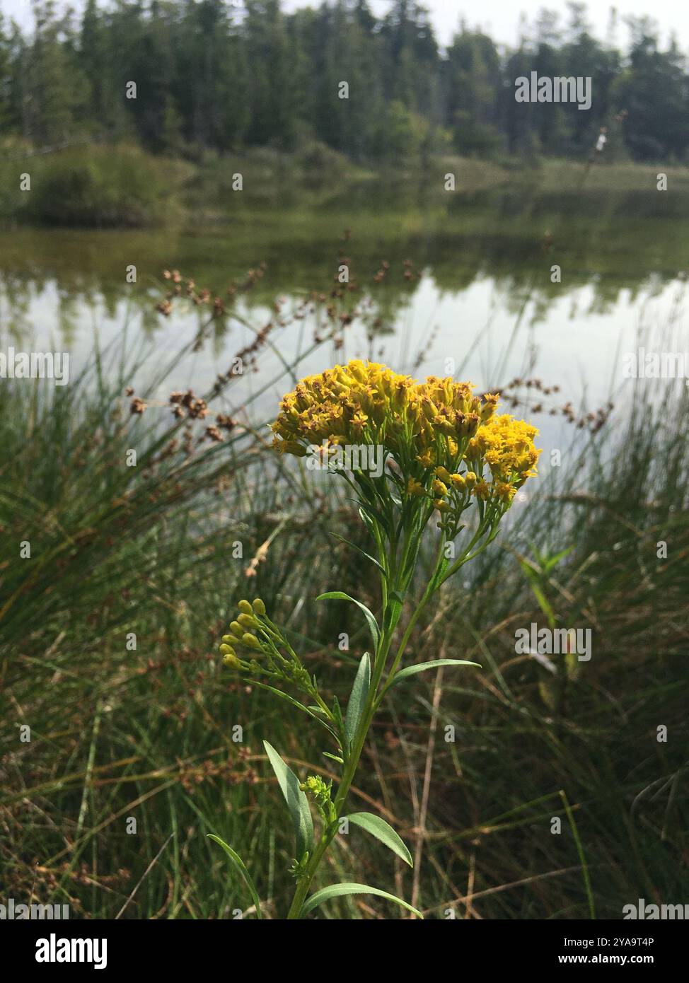 Ohioensis hi-res stock photography and images - Alamy