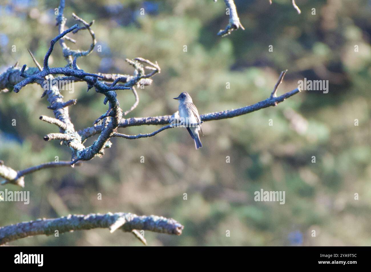 Western Wood-Pewee (Contopus sordidulus) Aves Stock Photo - Alamy
