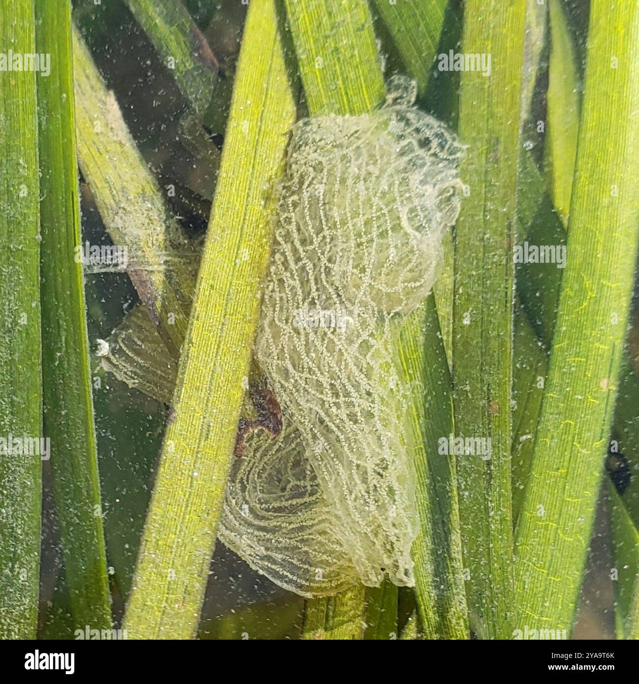 Navanax inermis hi-res stock photography and images - Alamy