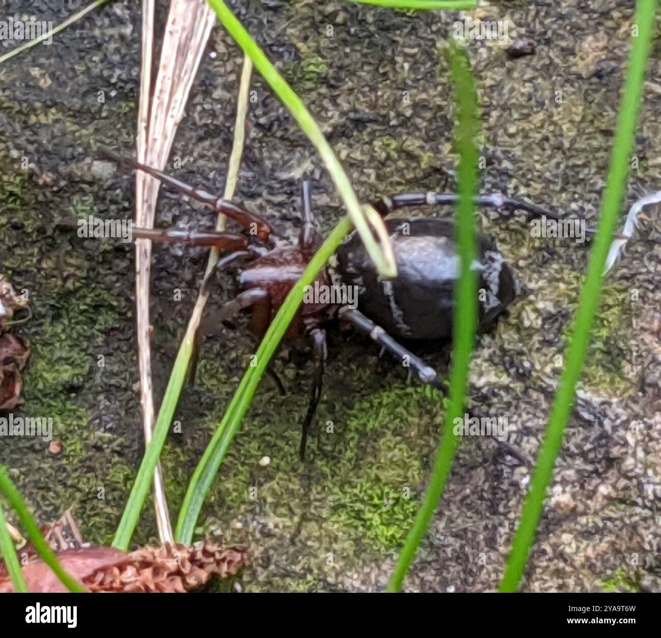 Long-palped Ant-mimic Sac Spider (Castianeira longipalpus) Arachnida ...