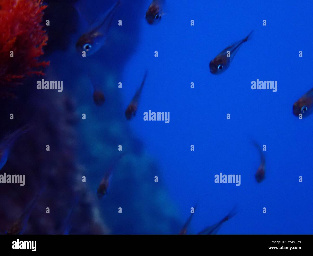 Rhomboid Sweeper (Pempheris rhomboidea) Actinopterygii Stock Photo - Alamy