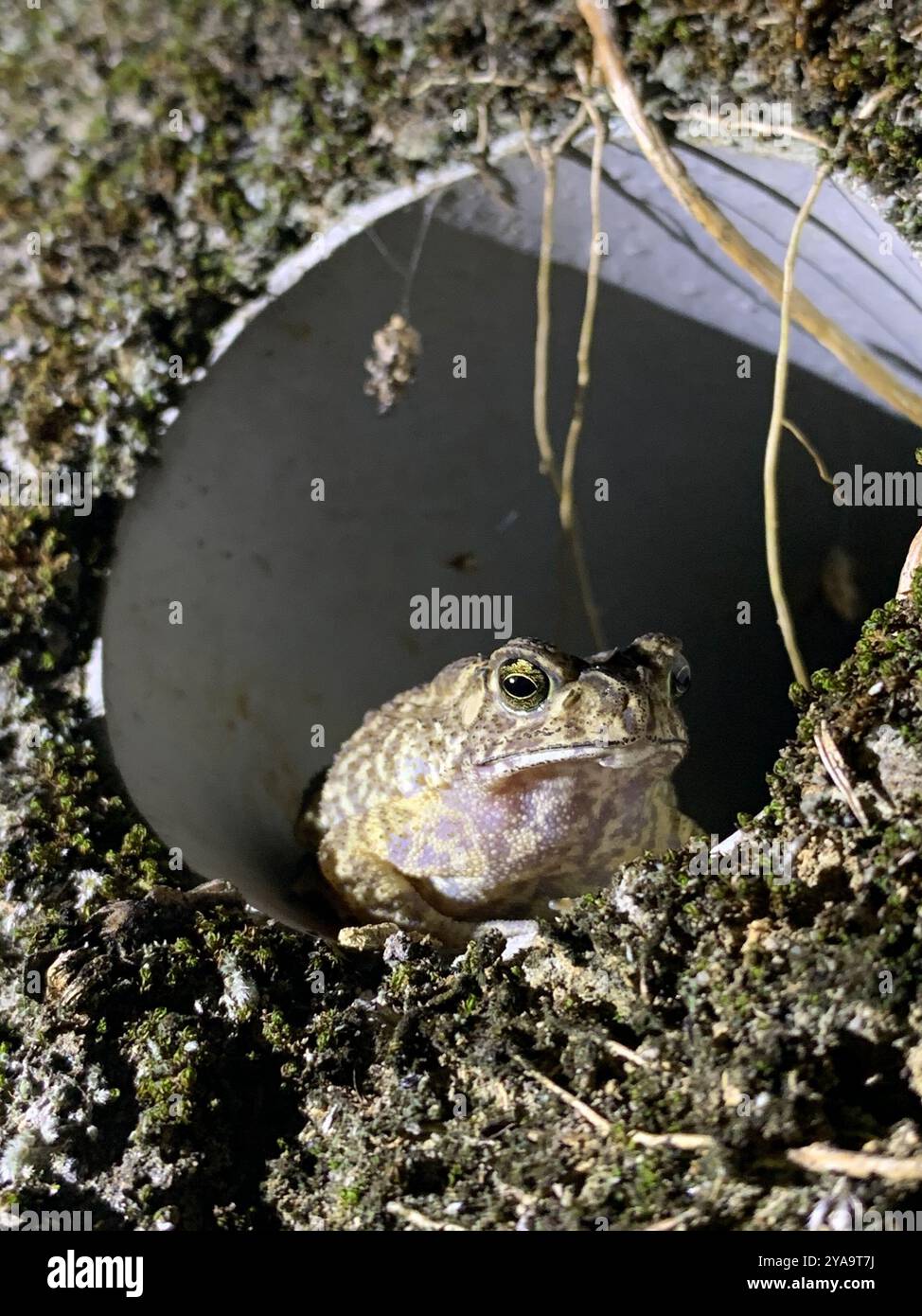 Asian Common Toad (Duttaphrynus melanostictus) Amphibia Stock Photo - Alamy