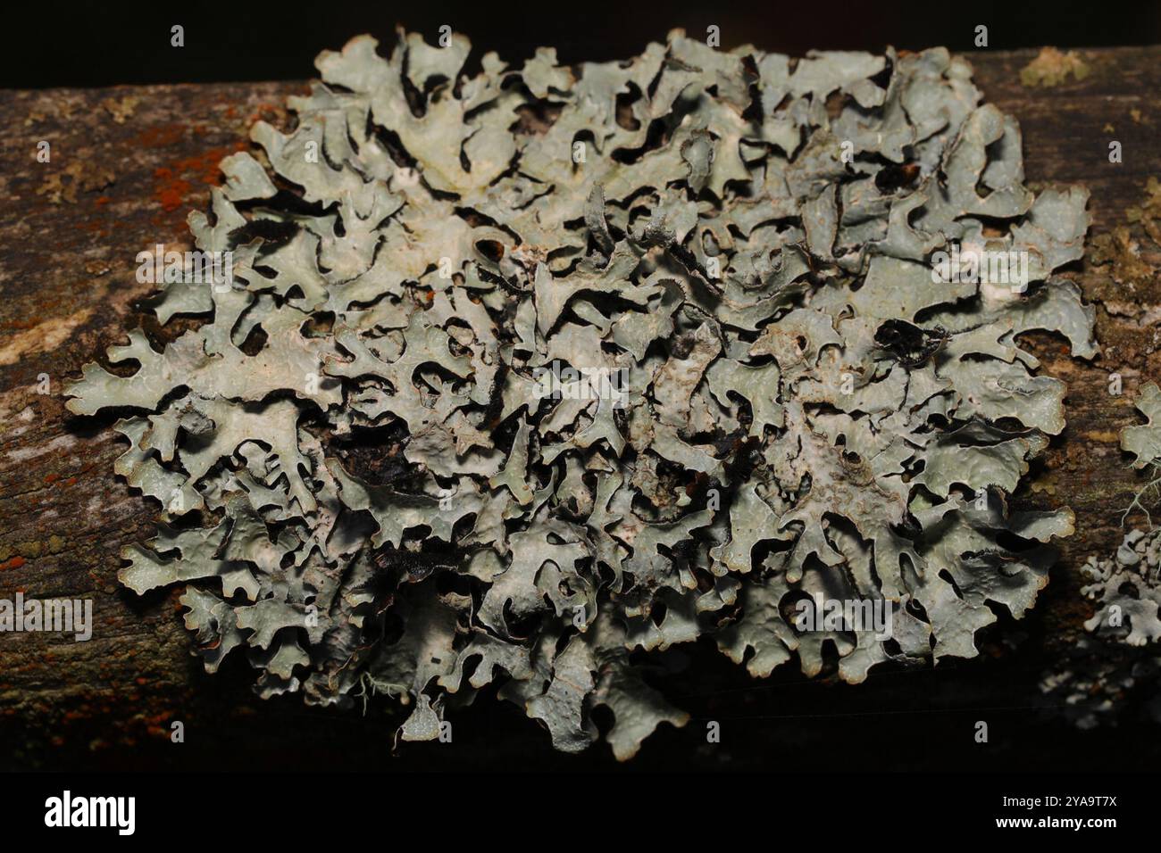 shield lichen (Parmelia sulcata) Fungi Stock Photo - Alamy