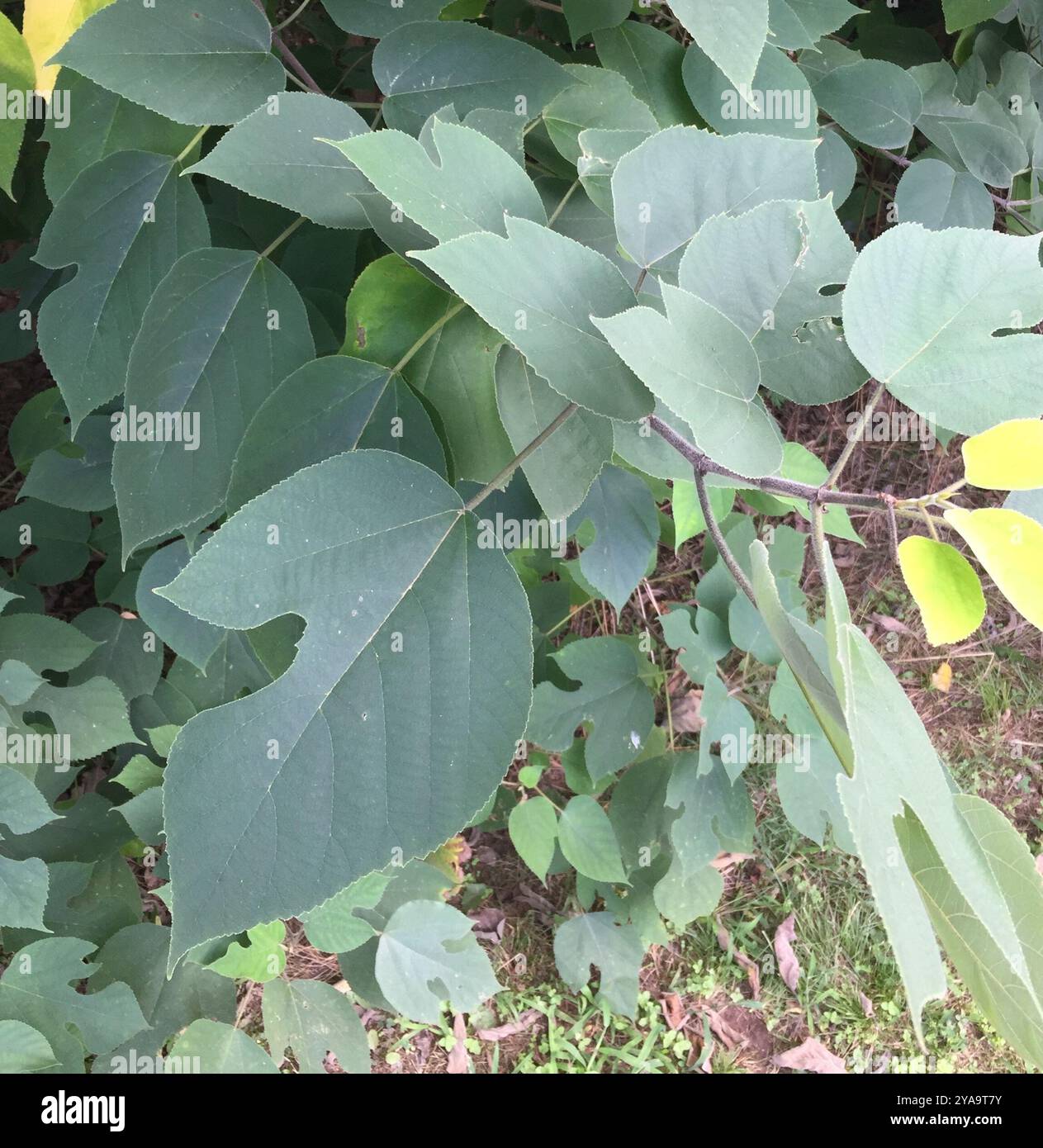 Paper mulberry (Broussonetia papyrifera) Plantae Stock Photo - Alamy