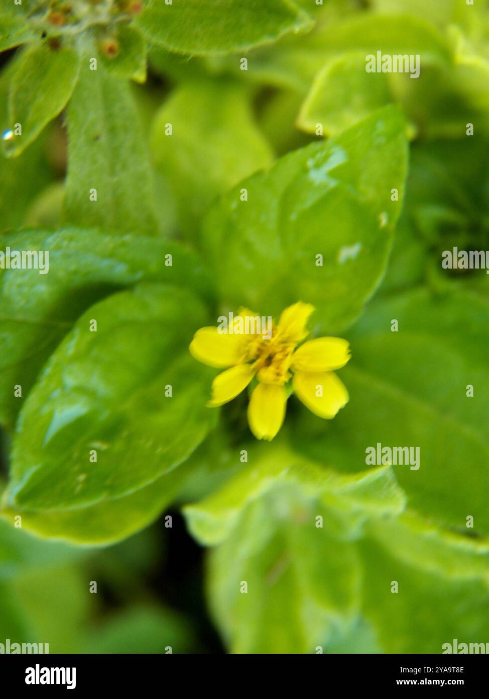 straggler daisy (Calyptocarpus vialis) Plantae Stock Photo - Alamy