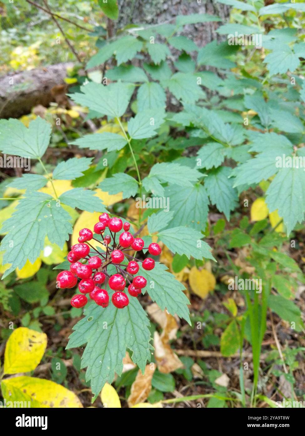 red baneberry (Actaea rubra) Plantae Stock Photo - Alamy
