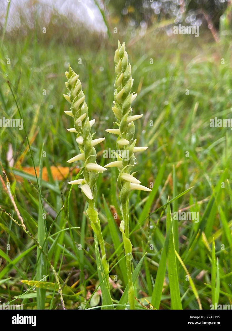 nodding ladies' tresses complex (Spiranthes cernua) Plantae Stock Photo ...
