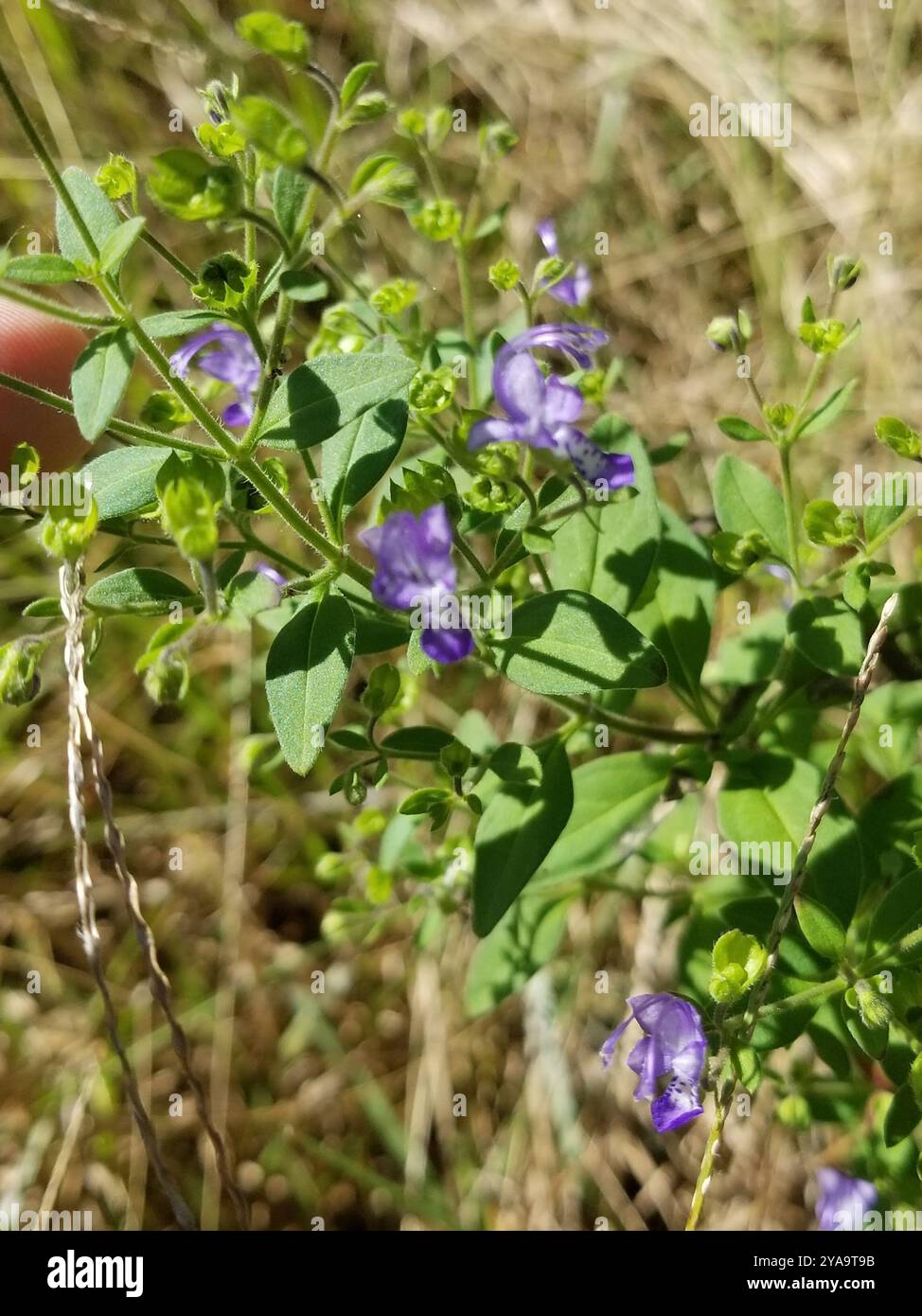 Blue Curls (Trichostema dichotomum) Plantae Stock Photo - Alamy