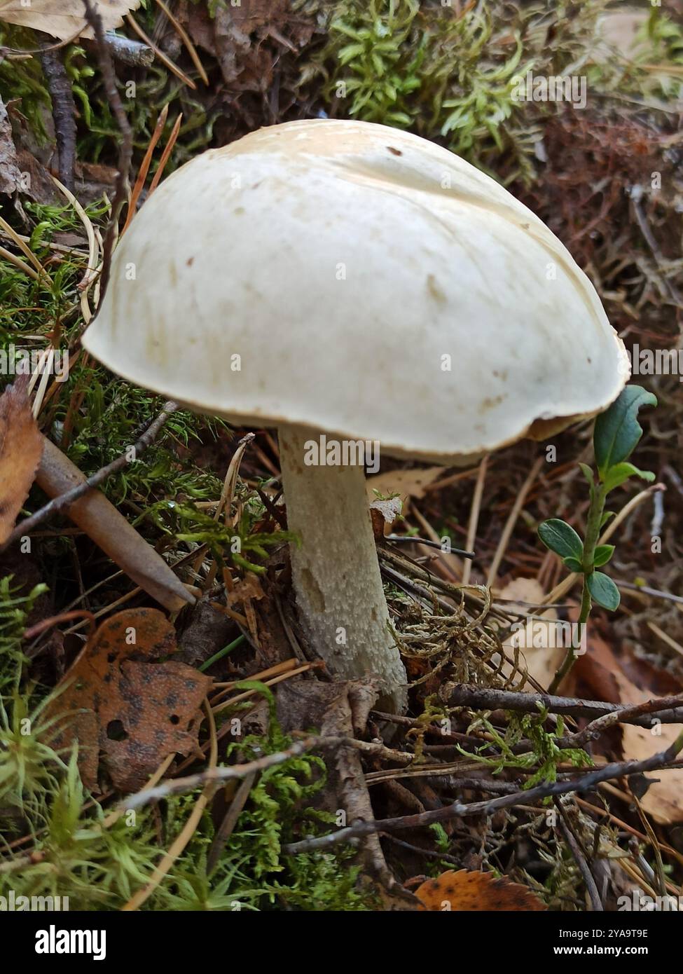 Ghost Bolete (Leccinum holopus) Fungi Stock Photo - Alamy