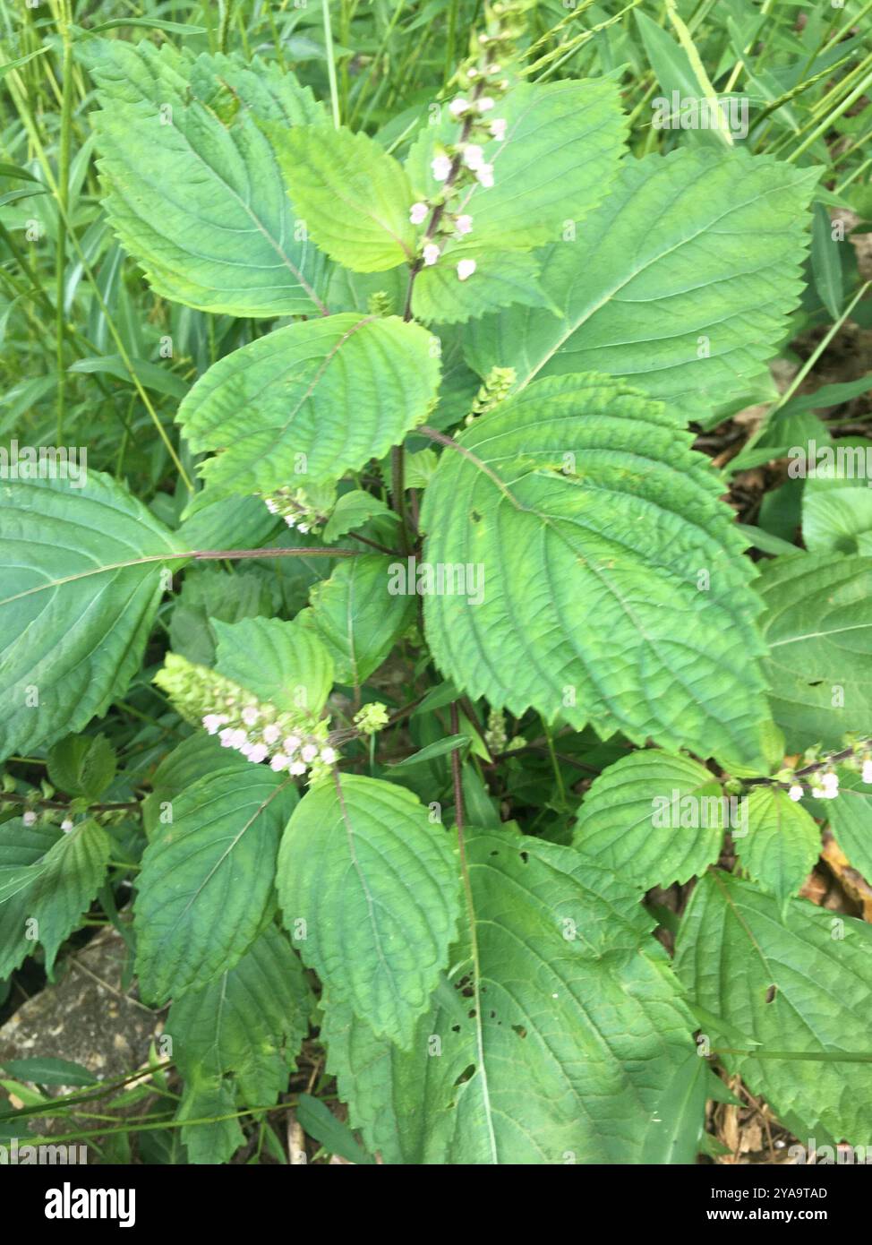 beefsteak plant (Perilla frutescens) Plantae Stock Photo - Alamy