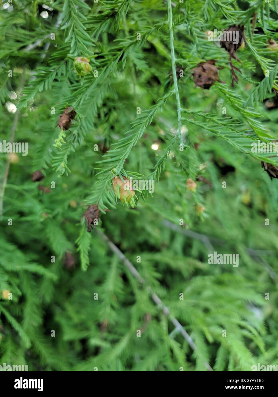 Cypress Twig Gall Midge (Taxodiomyia cupressiananassa) Insecta Stock ...