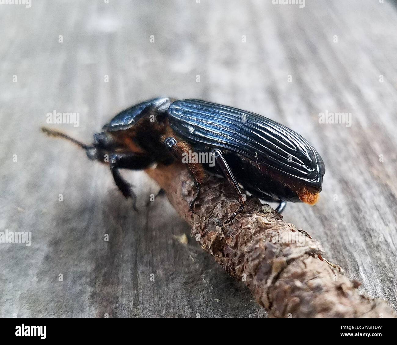 Horned Passalus Beetle (Odontotaenius disjunctus) Insecta Stock Photo ...