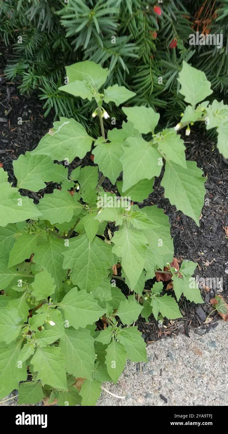 black nightshade (Solanum nigrum) Plantae Stock Photo - Alamy