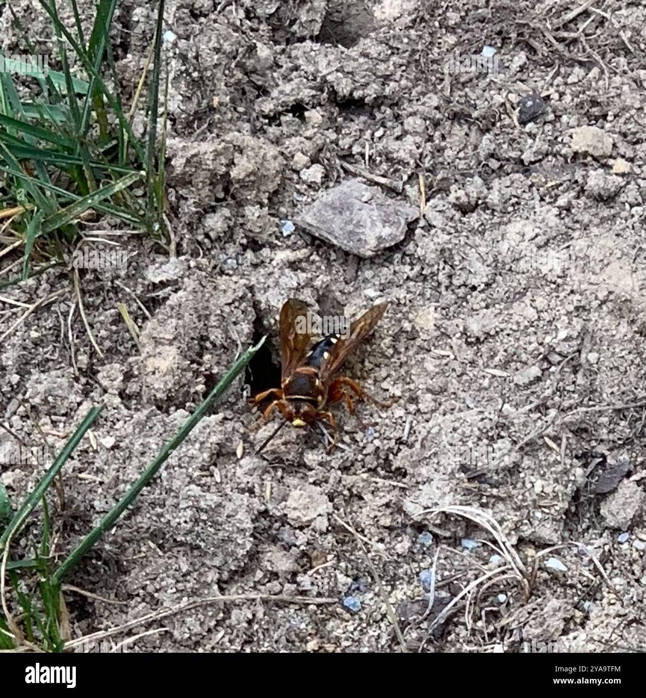 Eastern Cicada-killer Wasp (Sphecius speciosus) Insecta Stock Photo - Alamy