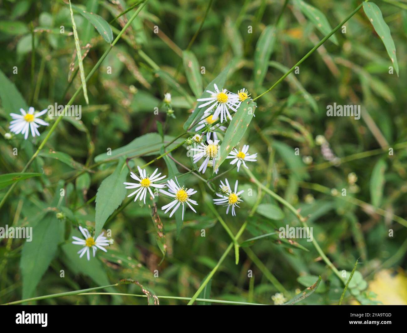 American asters (Symphyotrichum) Plantae Stock Photo - Alamy