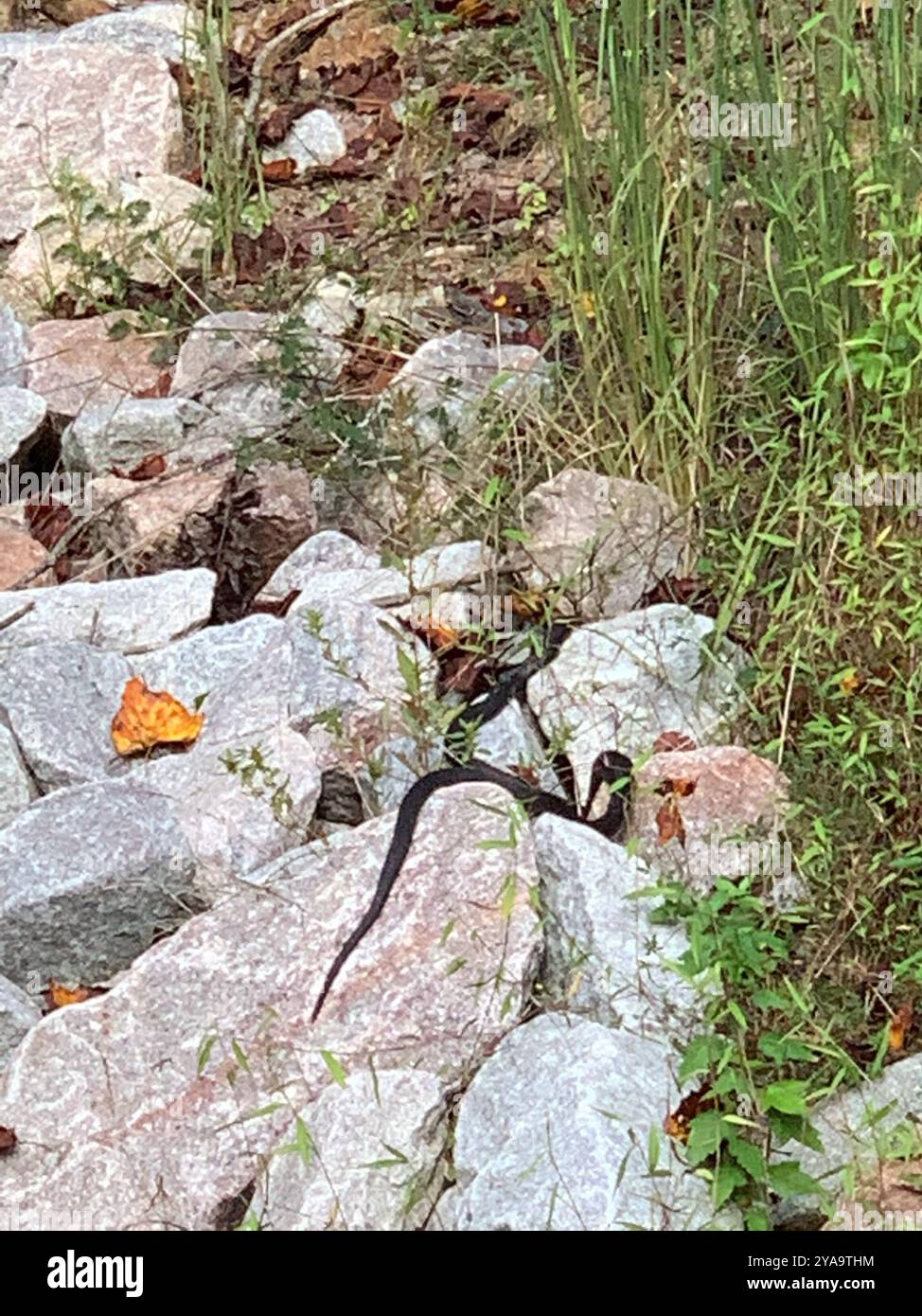 Northern Black Racer (Coluber constrictor constrictor) Reptilia Stock ...
