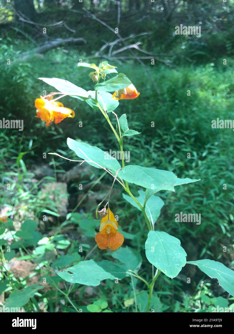common jewelweed (Impatiens capensis) Plantae Stock Photo - Alamy