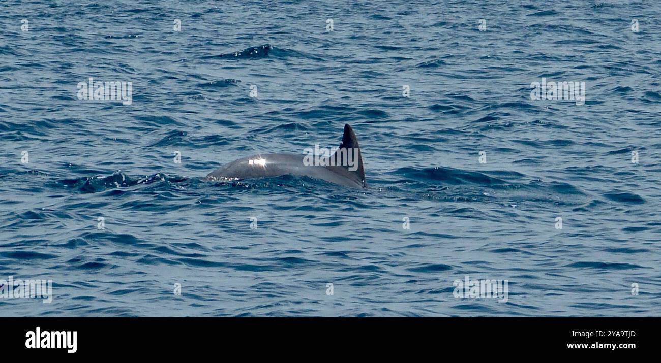 Indo-Pacific Bottlenose Dolphin (Tursiops aduncus) Mammalia Stock Photo ...