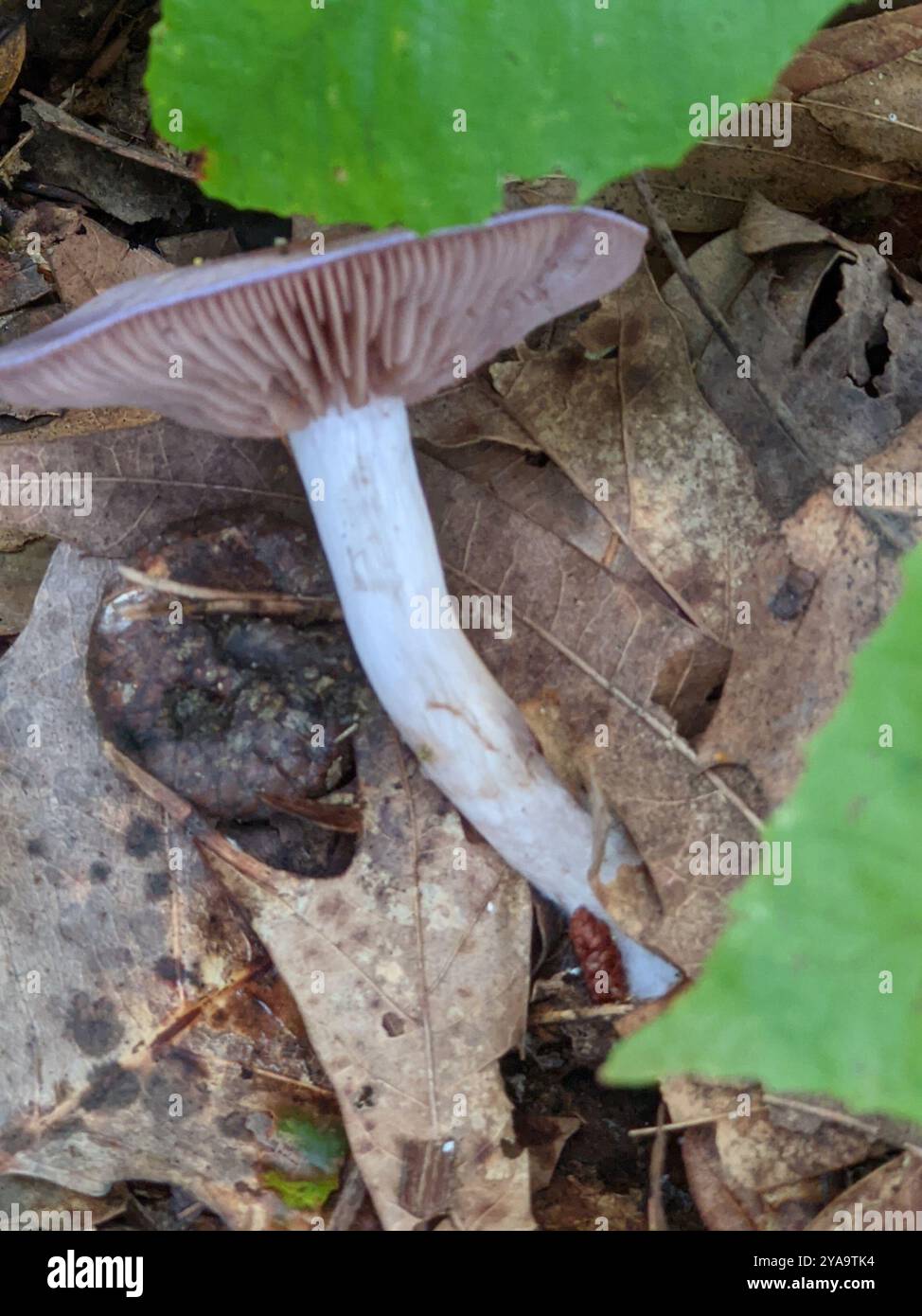 Viscid Violet Cort (Cortinarius iodes) Fungi Stock Photo - Alamy