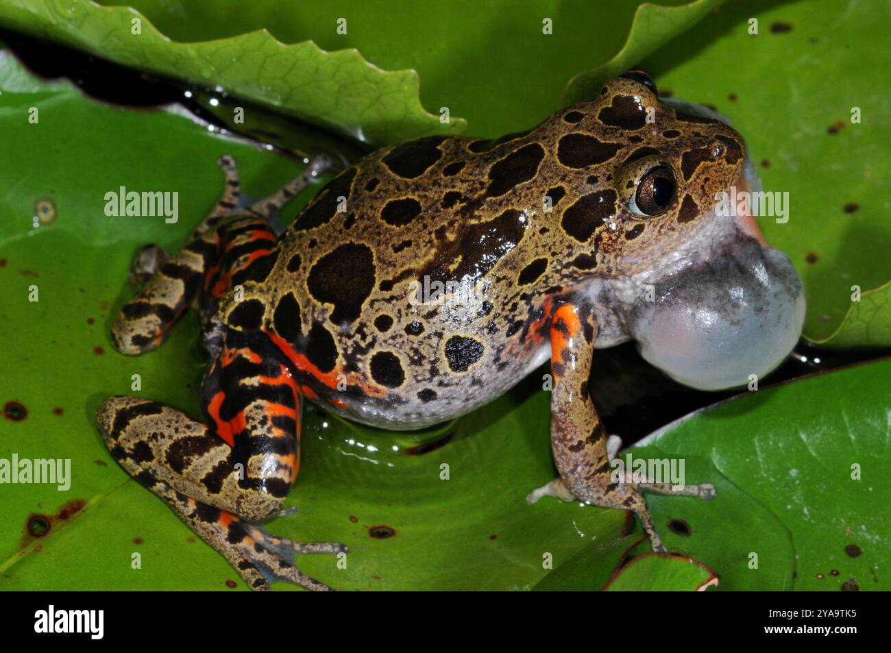 Red-legged Wot-wot (Hylambates maculatus) Amphibia Stock Photo - Alamy