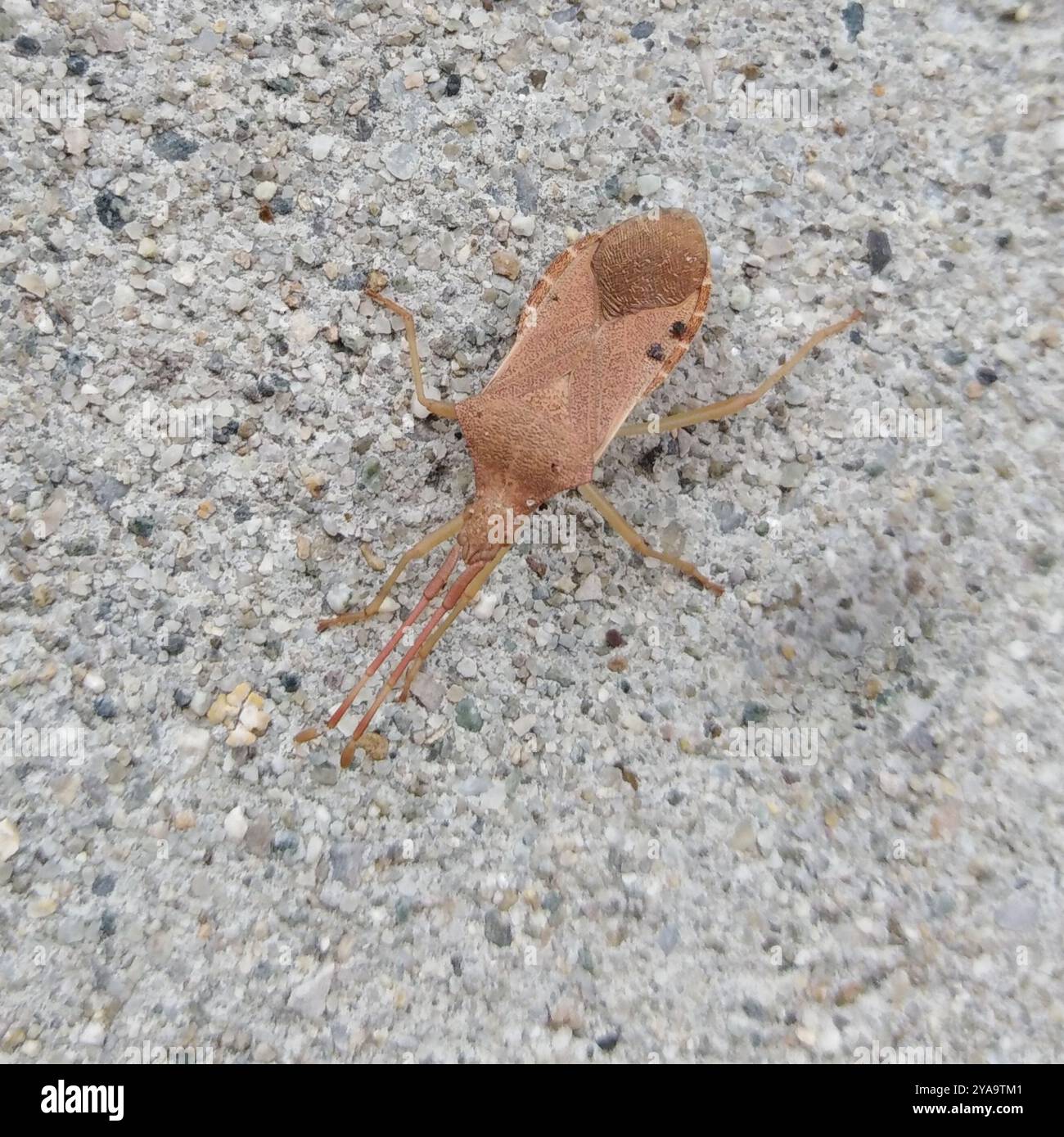 Box Bug (Gonocerus acuteangulatus) Insecta Stock Photo - Alamy
