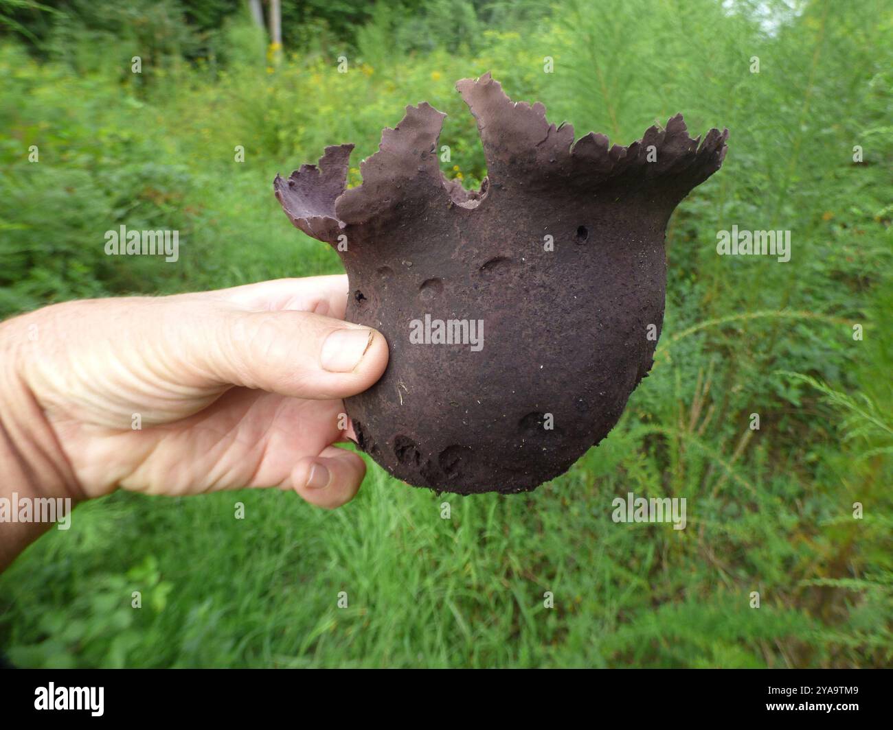 Purple-spored Puffball (Calvatia cyathiformis) Fungi Stock Photo - Alamy