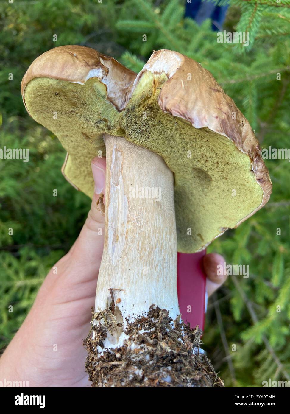 Summer Bolete (Boletus reticulatus) Fungi Stock Photo - Alamy