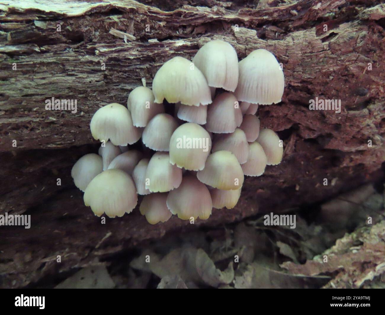 clustered bonnet (Mycena inclinata) Fungi Stock Photo - Alamy