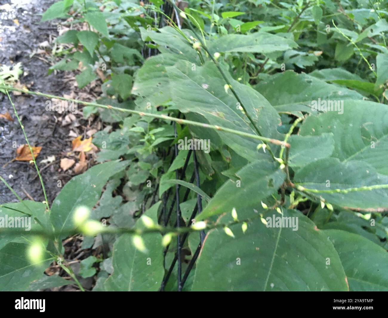 American jumpseed (Persicaria virginiana) Plantae Stock Photo - Alamy