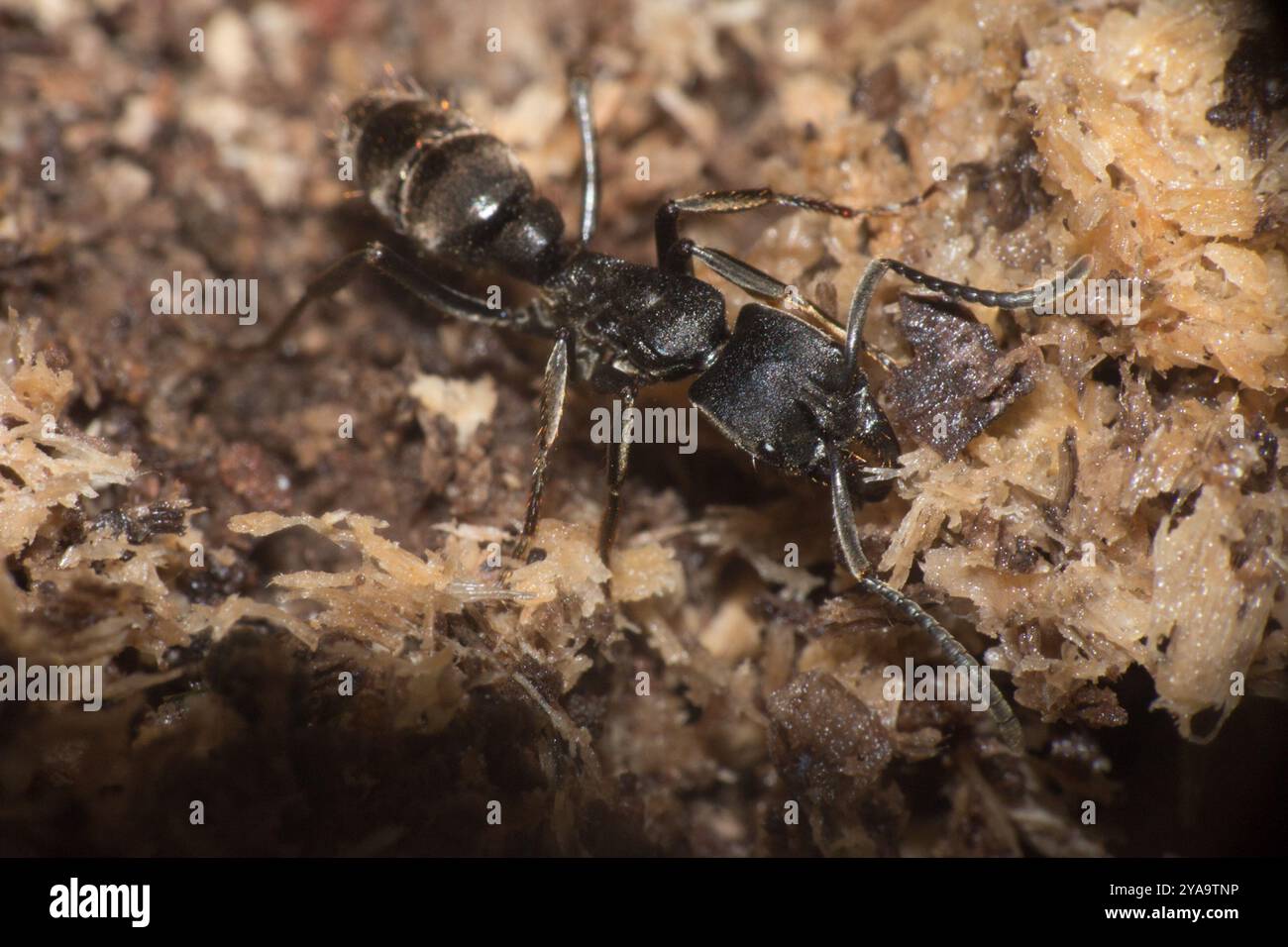 Pachycondyla Panther Ants (Pachycondyla) Insecta Stock Photo - Alamy