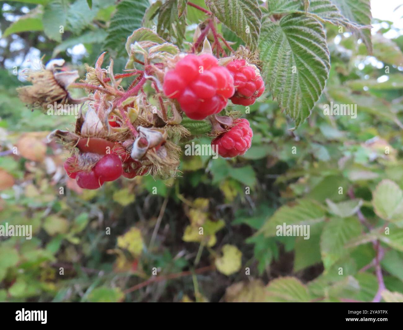 red raspberry (Rubus idaeus) Plantae Stock Photo - Alamy