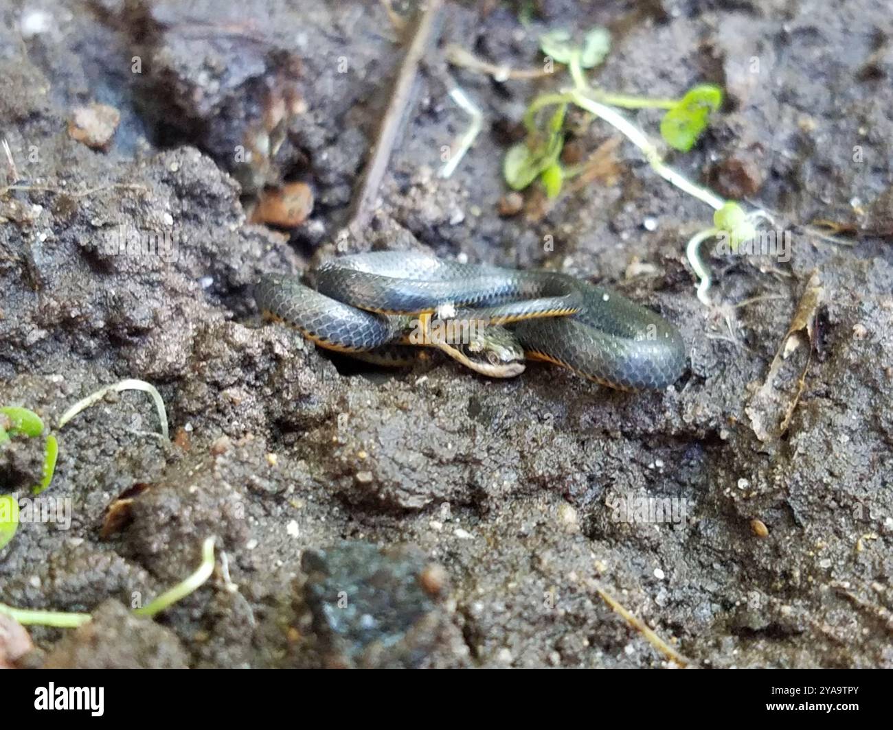 ring-necked snake (Diadophis punctatus) Reptilia Stock Photo - Alamy