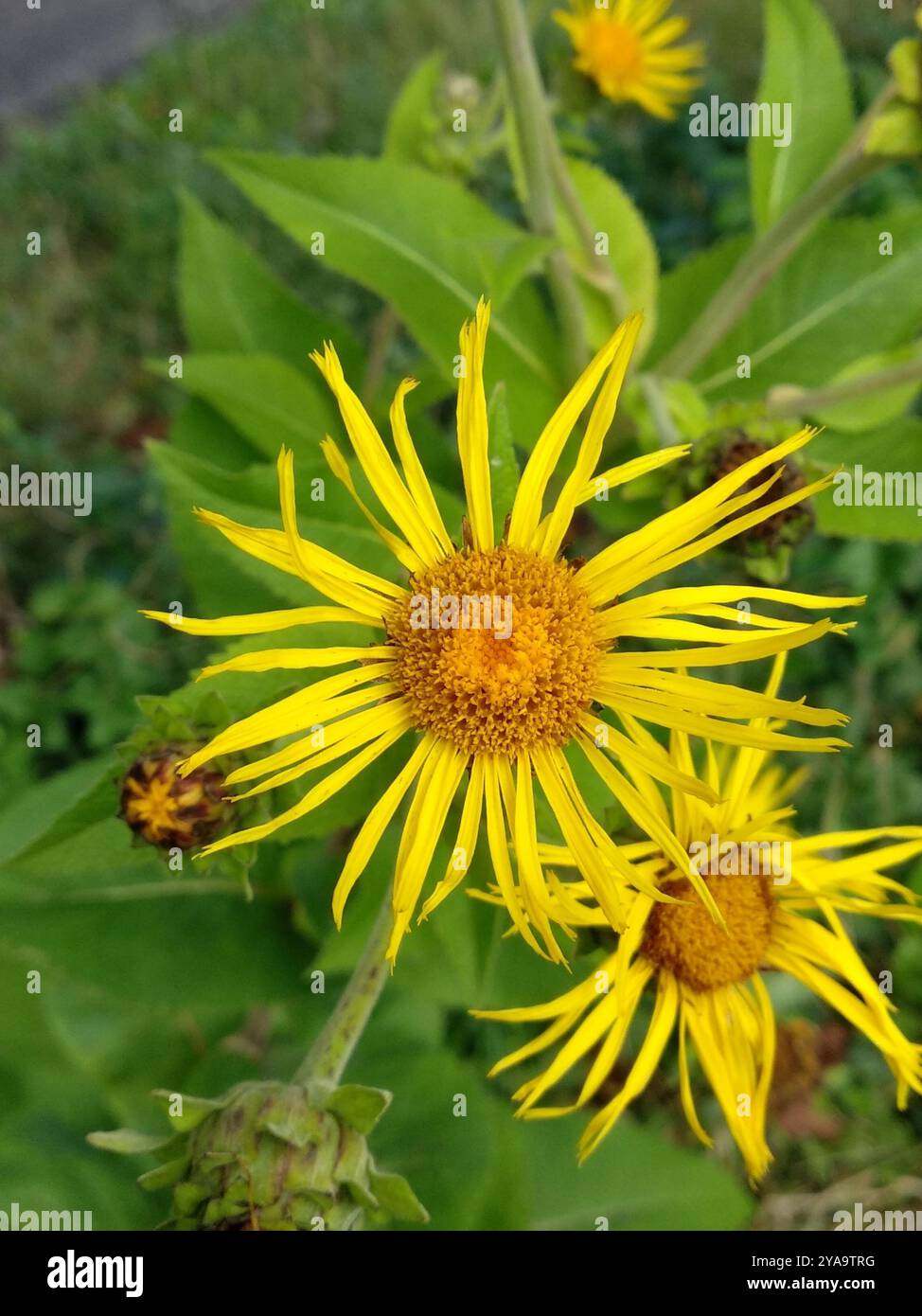 Elecampane (Inula helenium) Plantae Stock Photo - Alamy