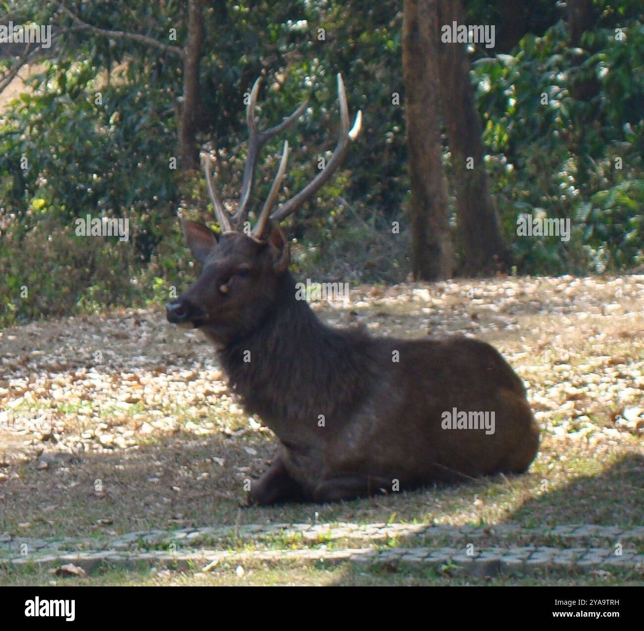 Mainland Southeast Asian sambar (Rusa unicolor cambojensis) Mammalia ...