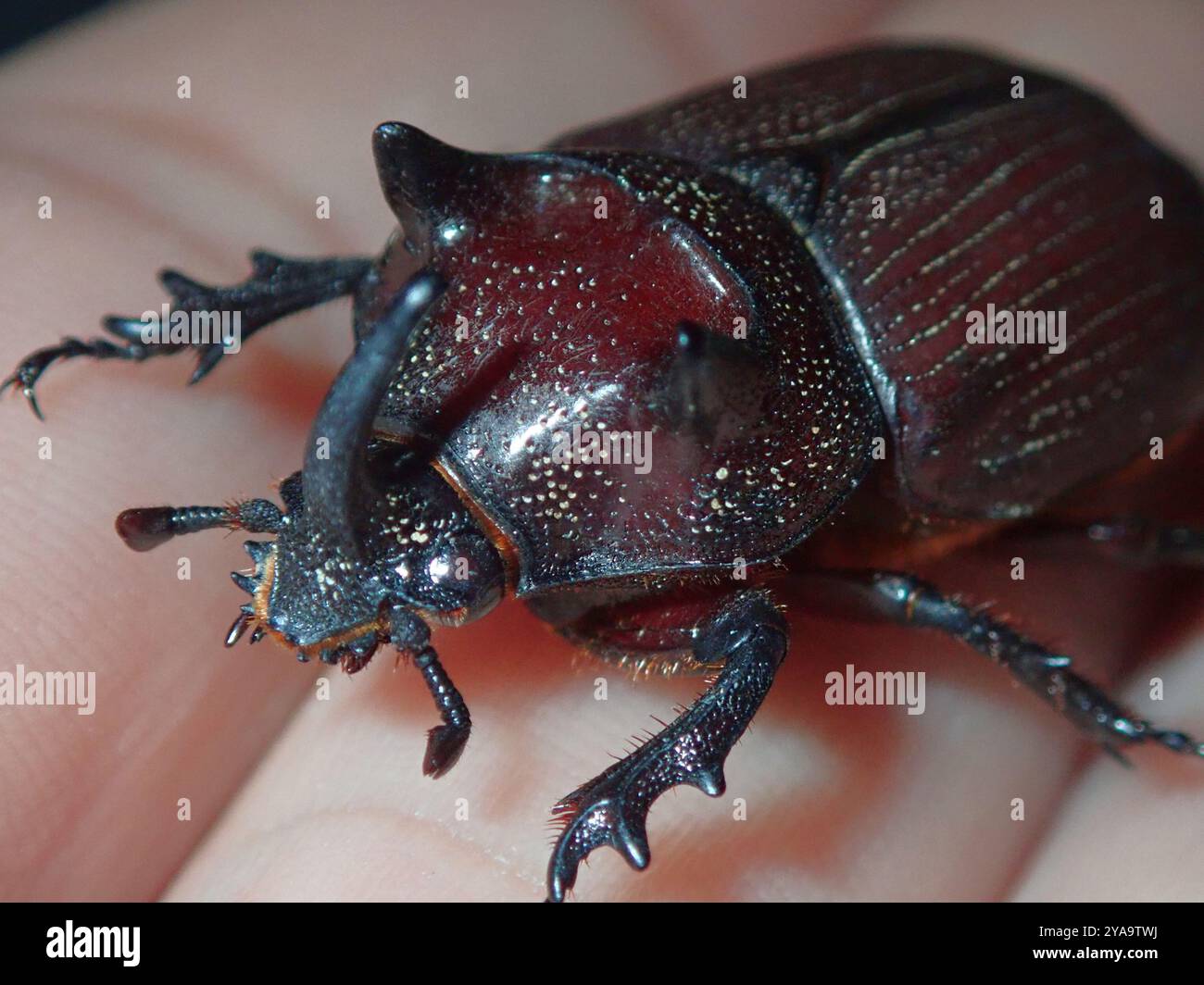 Coelosis bicornis hi-res stock photography and images - Alamy