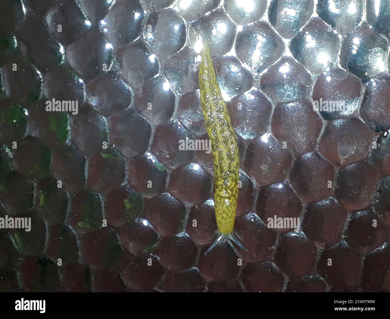 Yellow Cellar Slug (Limacus flavus) Mollusca Stock Photo - Alamy
