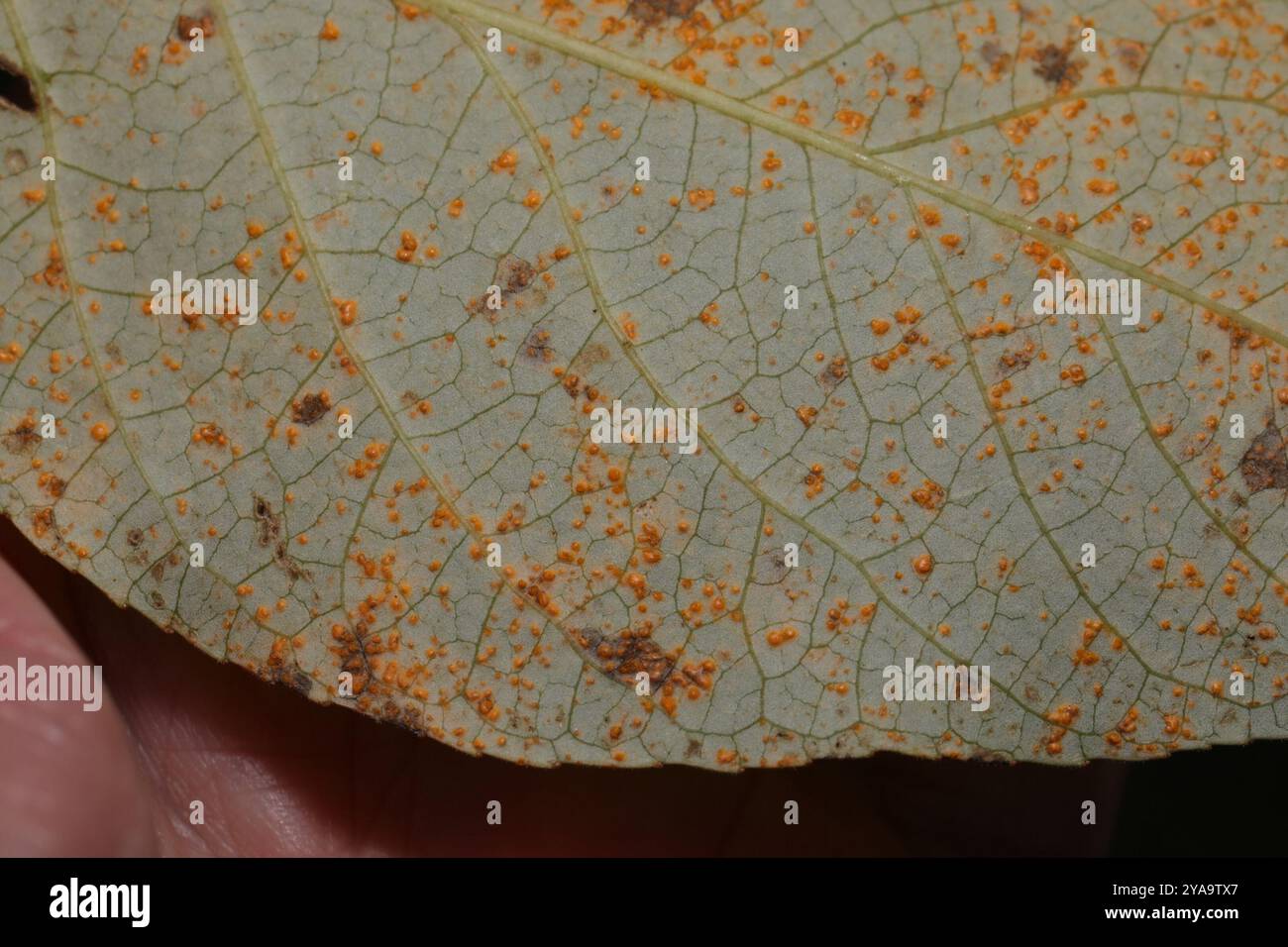 Poplar Leaf Rust Fungus (Melampsora laricis-populina) Fungi Stock Photo ...