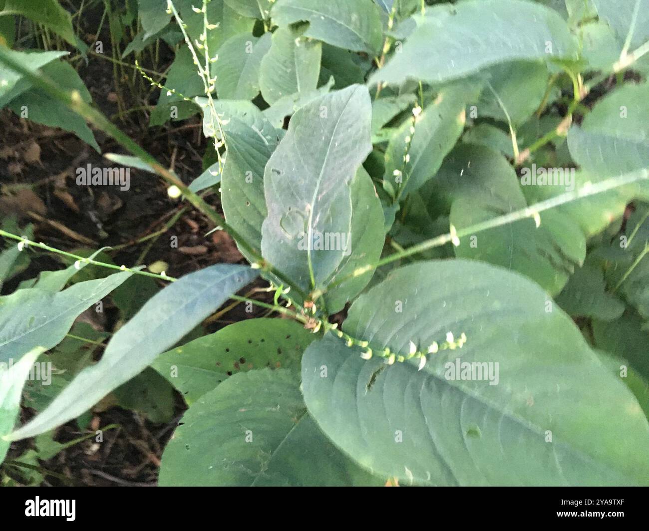 American jumpseed (Persicaria virginiana) Plantae Stock Photo - Alamy