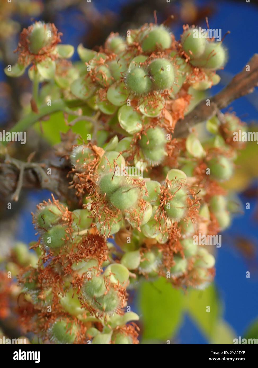 Sandpaper tree (Curatella americana) Plantae Stock Photo - Alamy