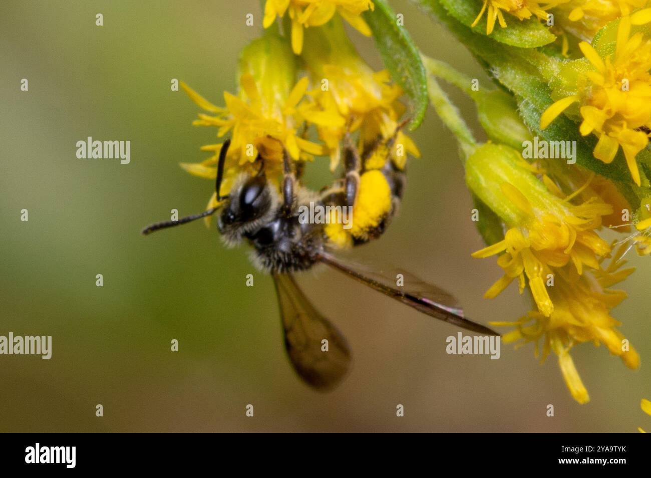 Cloudy-winged Mining Bee (Andrena nubecula) Insecta Stock Photo - Alamy