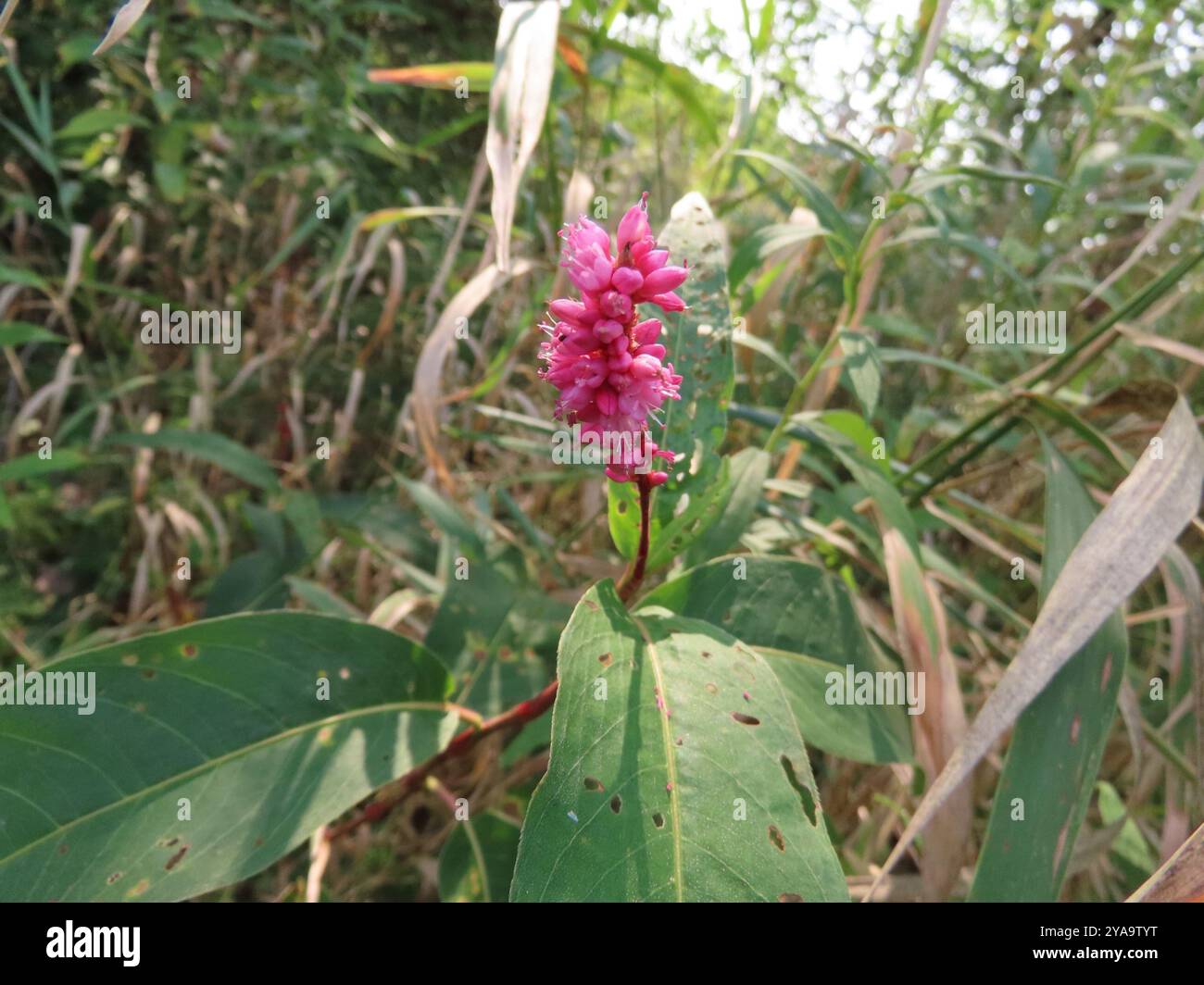 longroot smartweed (Persicaria amphibia emersa) Plantae Stock Photo - Alamy