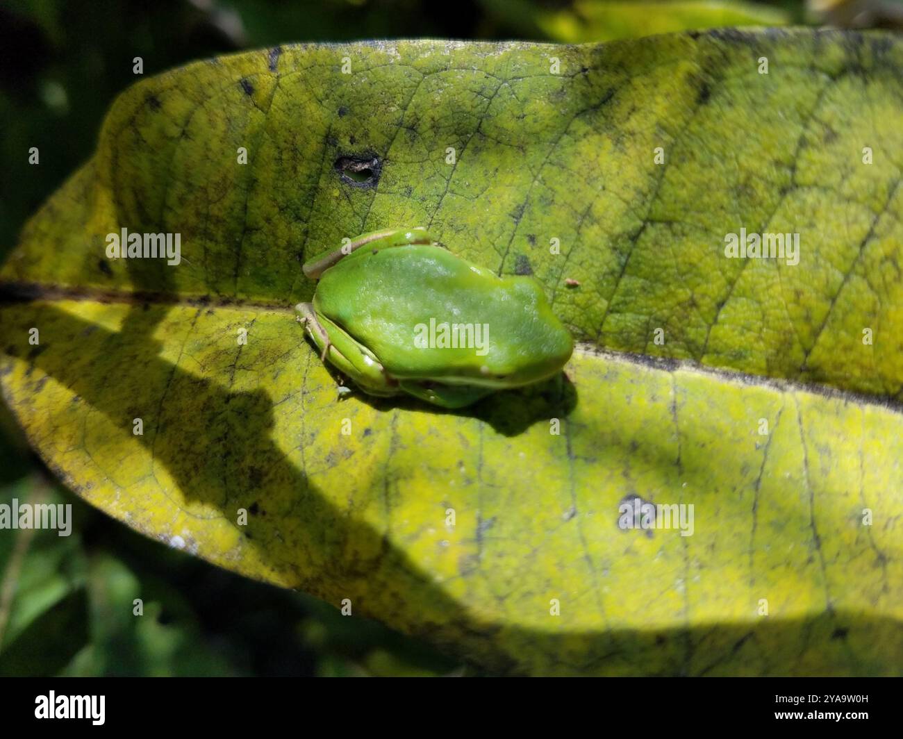 Green Treefrog (Hyla cinerea) Amphibia Stock Photo - Alamy