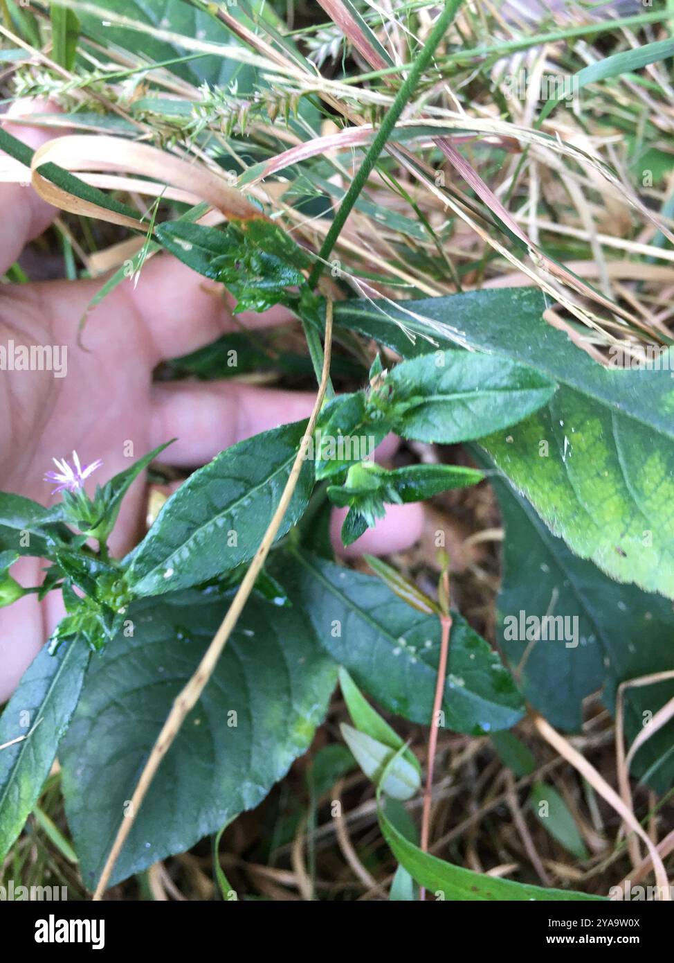 leafy elephant's-foot (Elephantopus carolinianus) Plantae Stock Photo ...