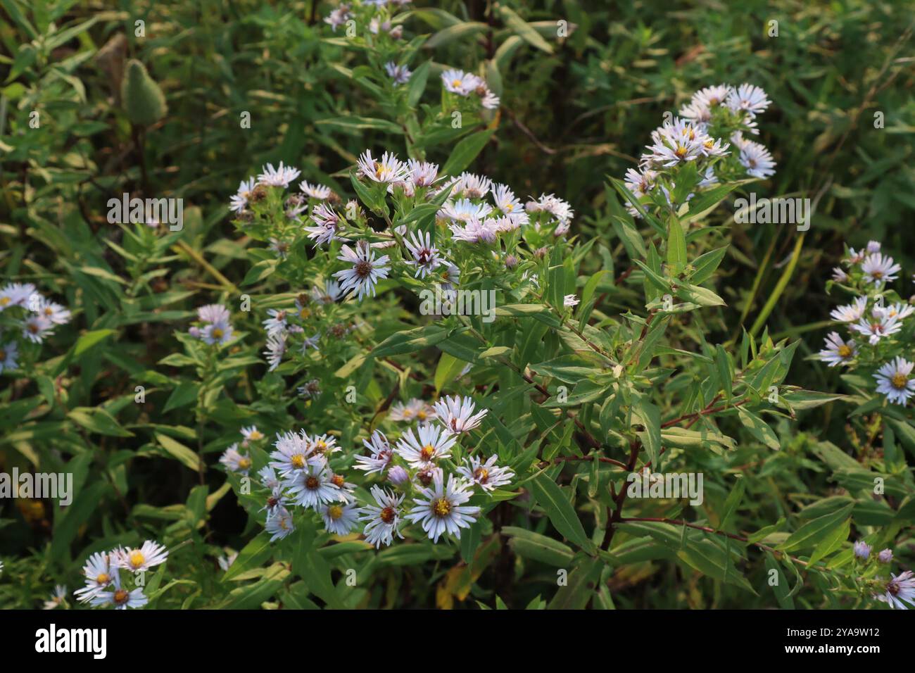 shining aster (Symphyotrichum firmum) Plantae Stock Photo - Alamy