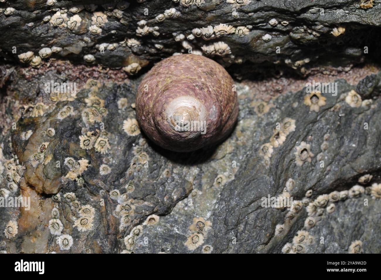 Lined Top Shell (Phorcus lineatus) Mollusca Stock Photo - Alamy