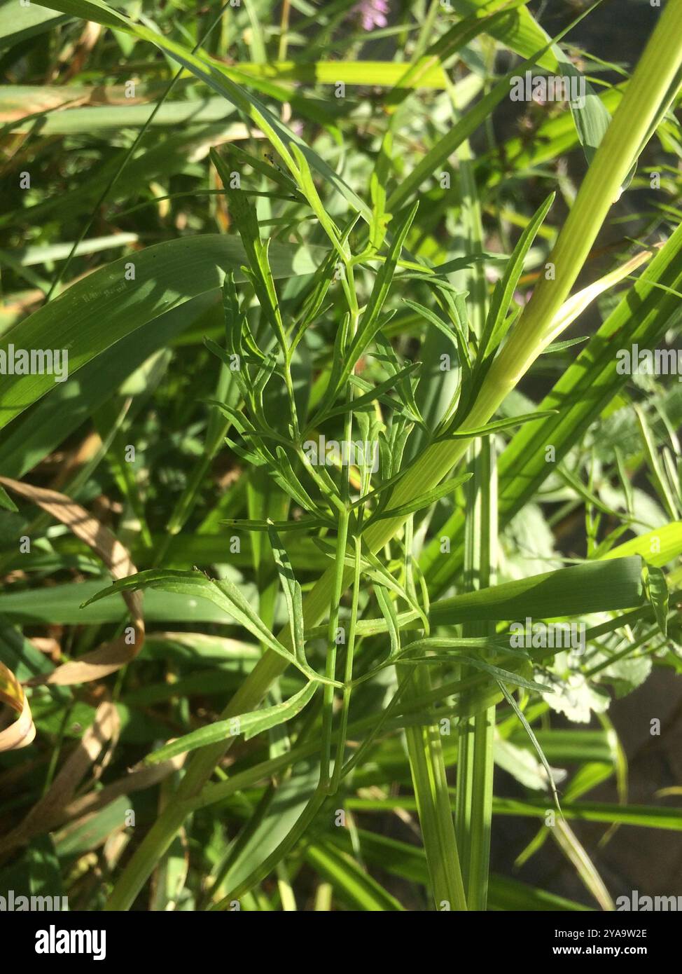 bulblet-bearing water hemlock (Cicuta bulbifera) Plantae Stock Photo ...