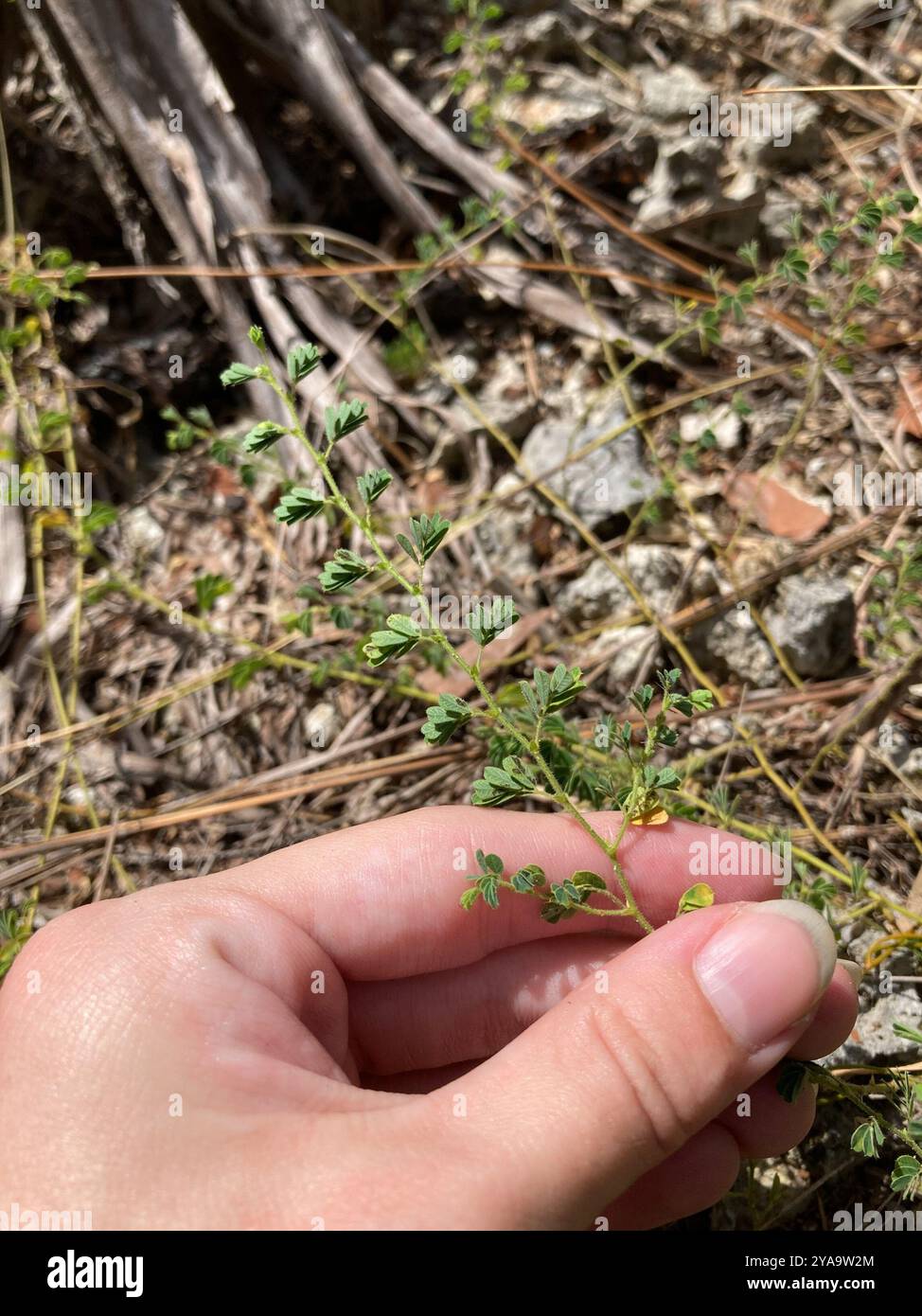 Sticky Jointvetch (Ctenodon viscidulus) Plantae Stock Photo - Alamy